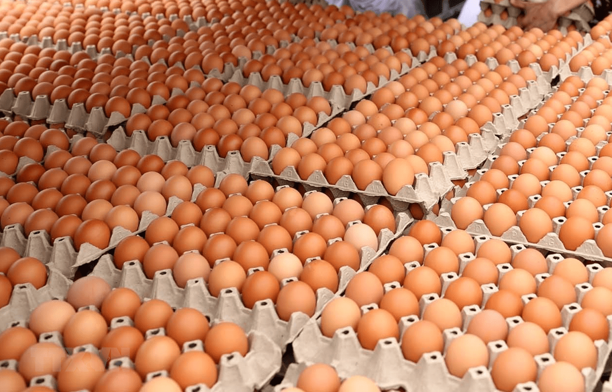 Requirements and Procedures for Exporting Eggs to Hong Kong